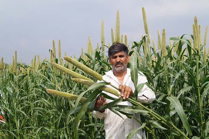 Reviving Millets: A Climate and Nutrition-Smart Cereal - Global Washington
