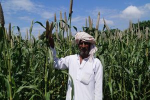 Reviving Millets: A Climate and Nutrition-Smart Cereal - Global Washington