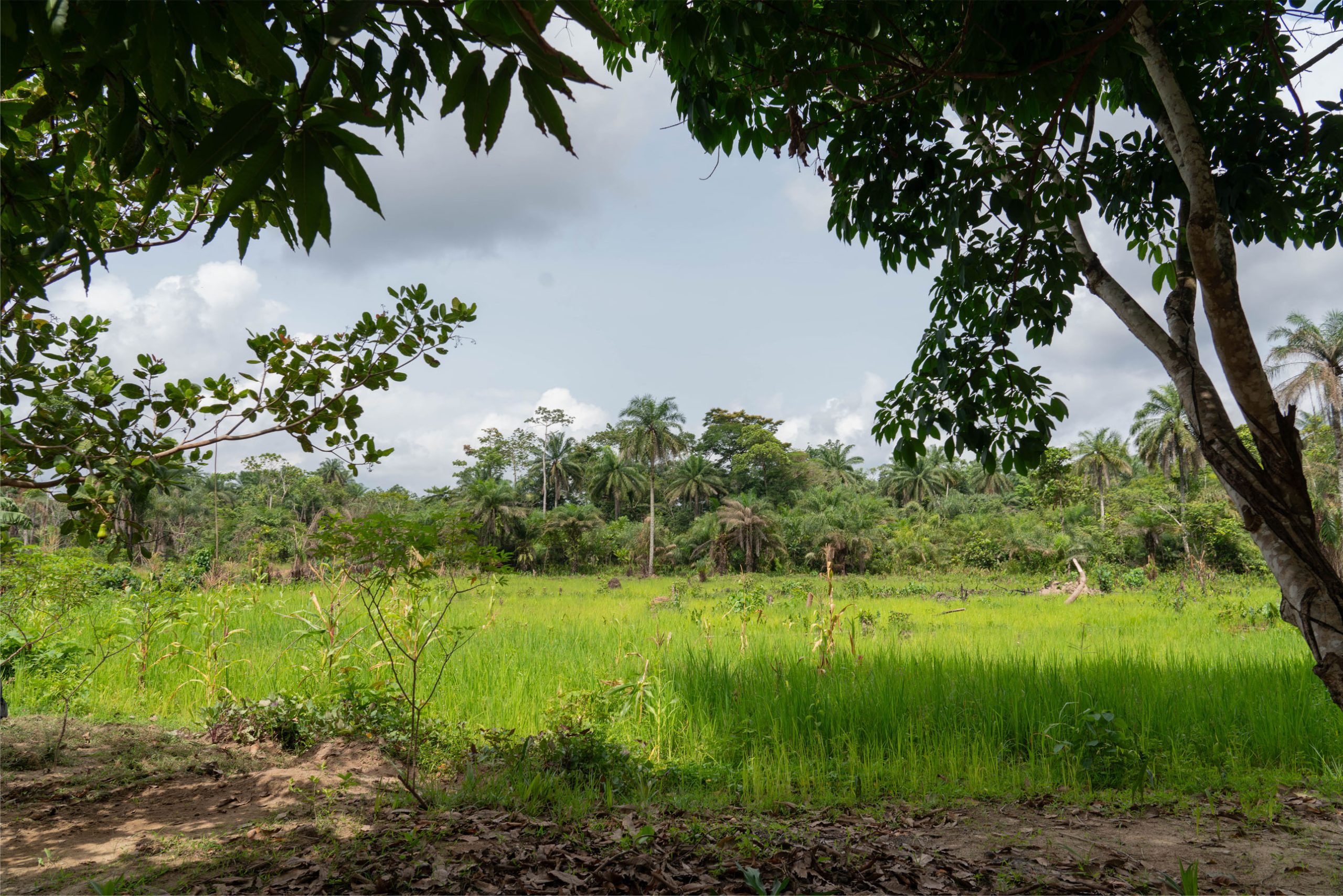 To Feed the World, Farmers Need Rights to the Land They Till - Landesa