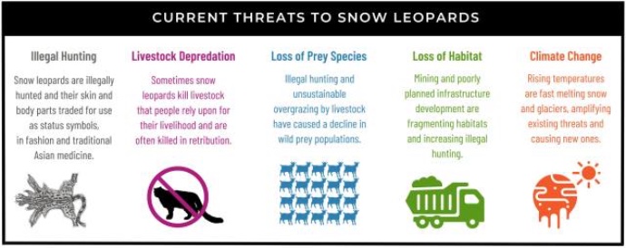 What Will Climate Change Mean for Snow Leopards? - Global Washington